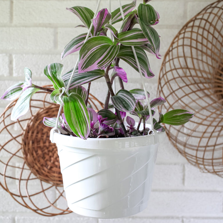 HC Companies Euro Hanging Basket | Wholesale Plant Baskets