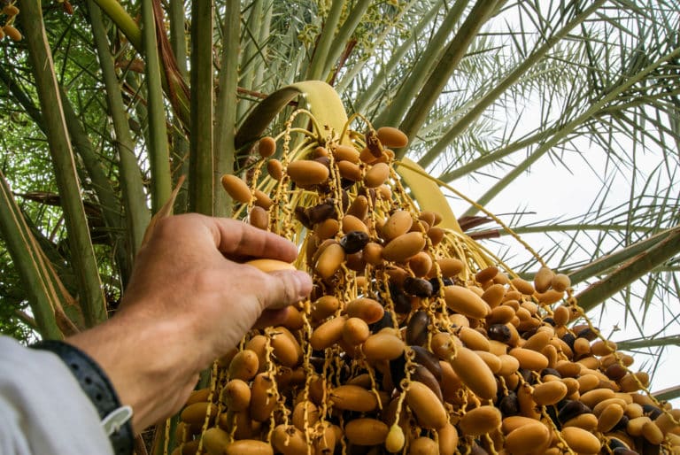 Judean date tree proves its seeds still have power | The HC Companies