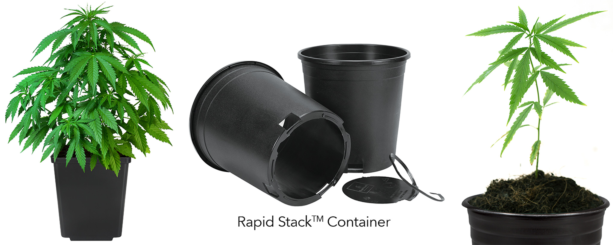 Marijuana Container Gardening