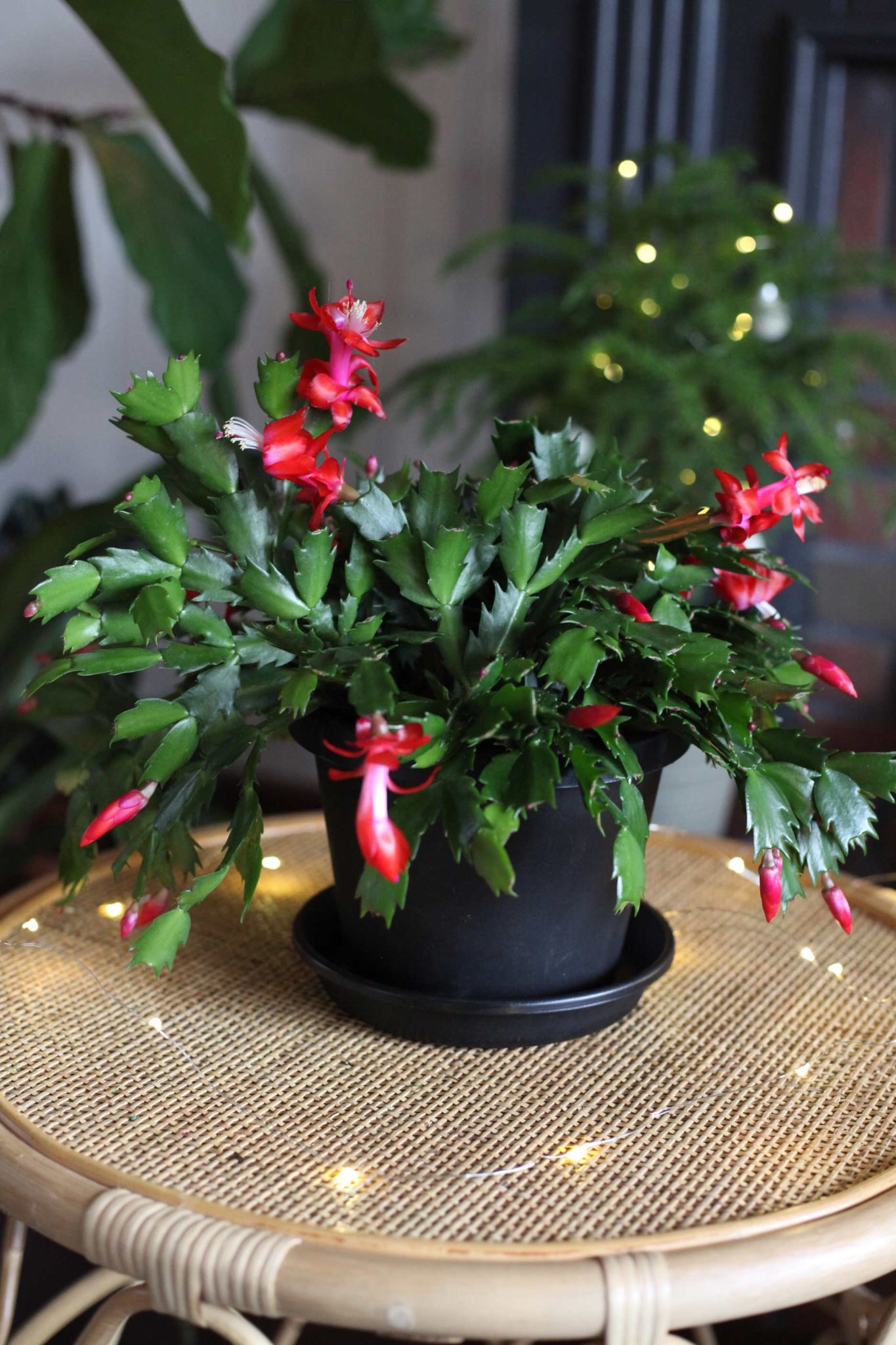 Perfect Planters for the 5 Best Holiday Plants