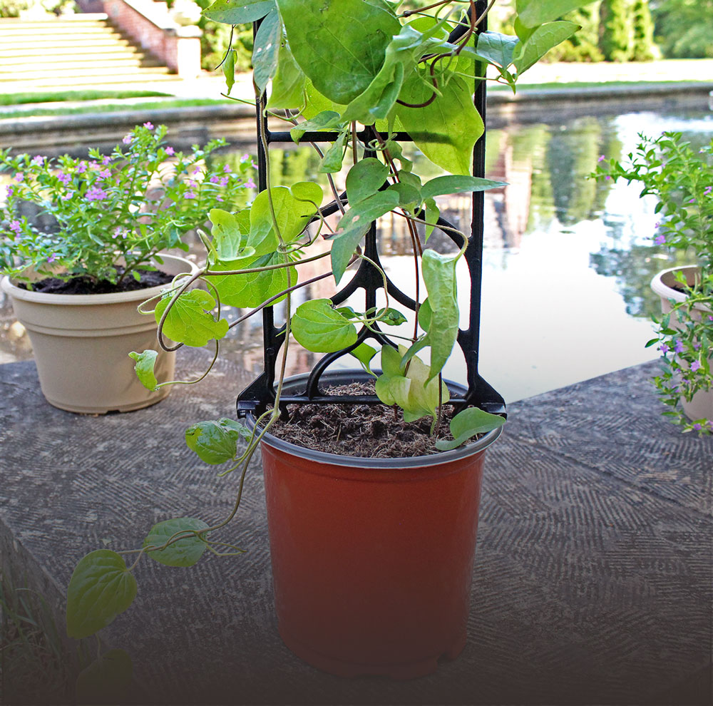 Wholesale Plant Containers, Planters, Plant Pots | Bulk Flower Pots