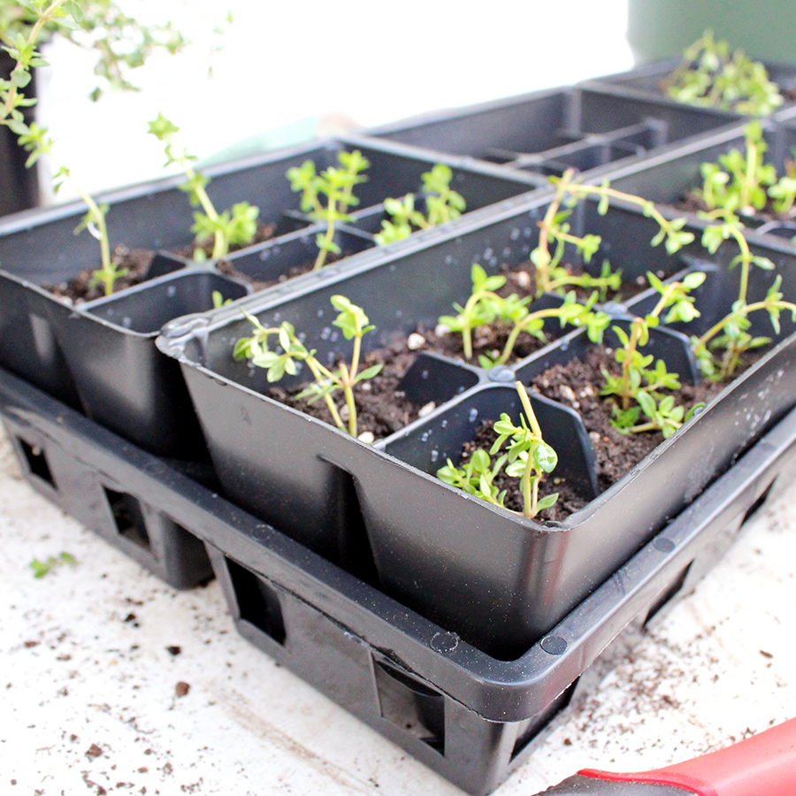 Wholesale Greenhouse Growing Containers, Planters, and Pots