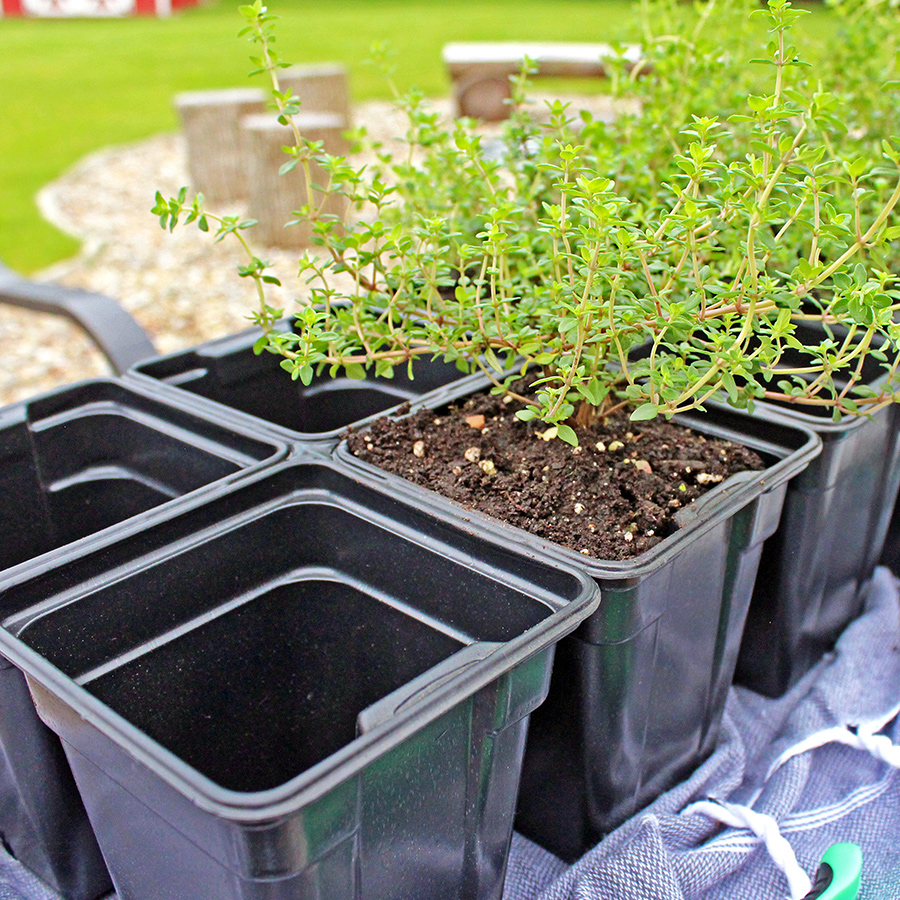 Wholesale Nursery Supplies | Nursery Trays, Flats, Containers