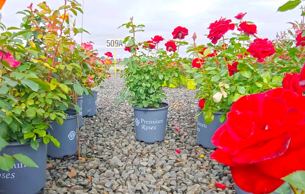 Wholesale Nursery Supplies | Nursery Trays, Flats, Containers